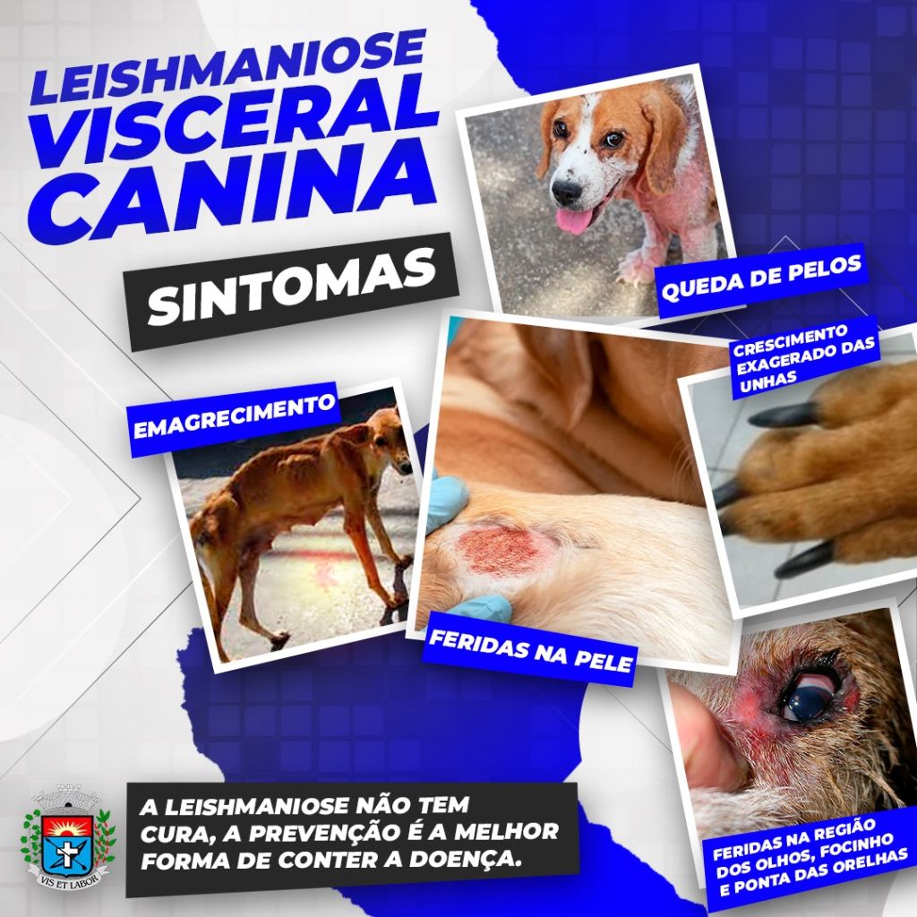 Notícia - Vigilância Epidemiológica explica como a Leishmaniose ...